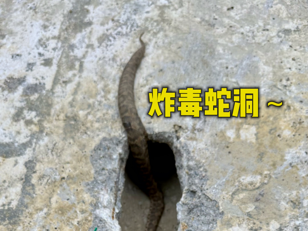 《沉浸式体验鞭炮》——蛇洞