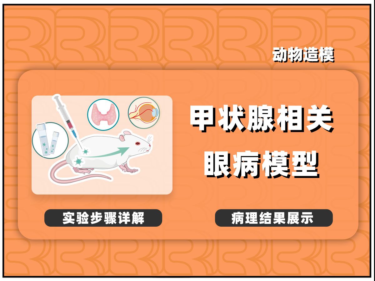 动物模型|甲状腺相关眼病小鼠模型