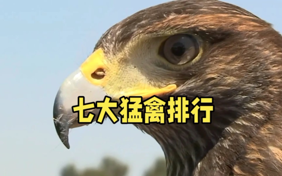 盘点地球上七大猛禽排行,游隼竟然排名靠后了,你认为第一是哪种