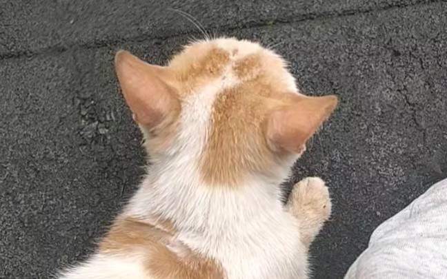 【记录】一个简短的和猫的故事。