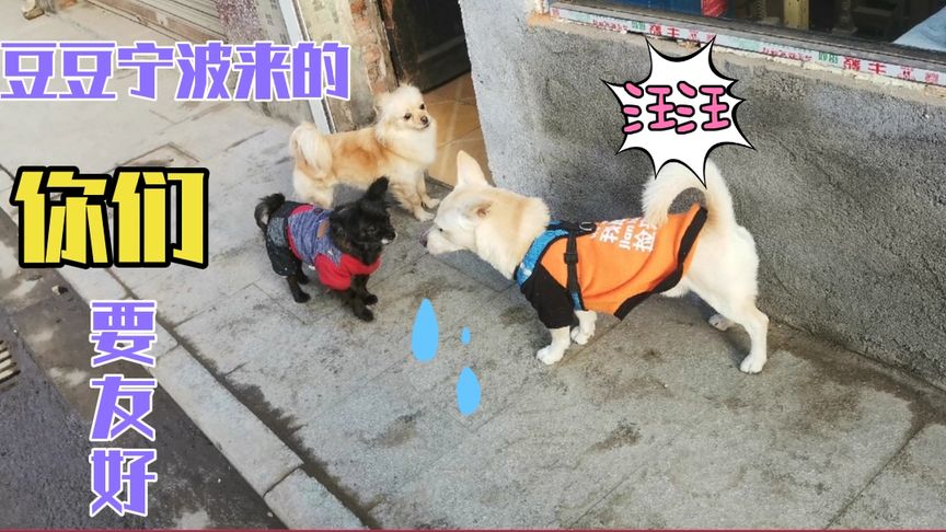 田园生活养老房贴砖前打好土灶烟道脱排和空调3个孔,豆豆交朋友
