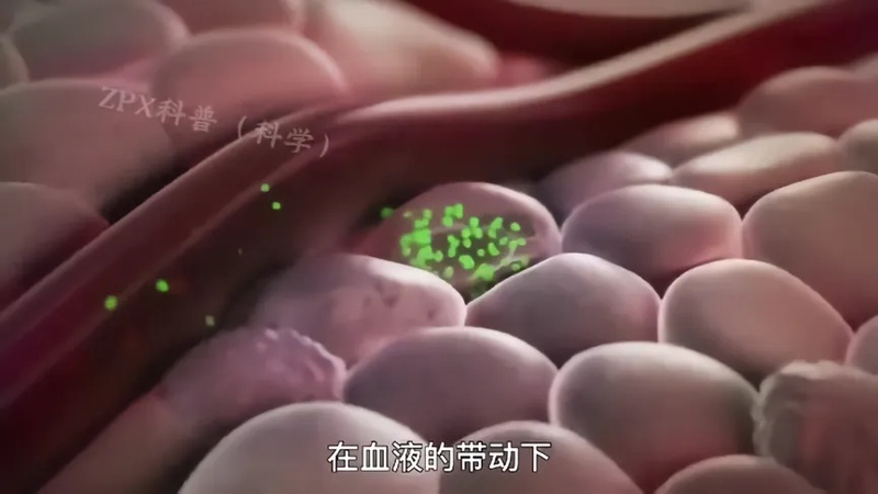 人体免疫细胞,干细胞等所有细胞大战外侵者