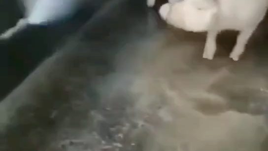 防治菲瘟就选择唐牧瑞单过硫酸氢钾,效果好,疗效快,养殖必备消毒粉,也...