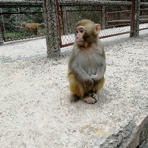 柚柚切克闹__ 