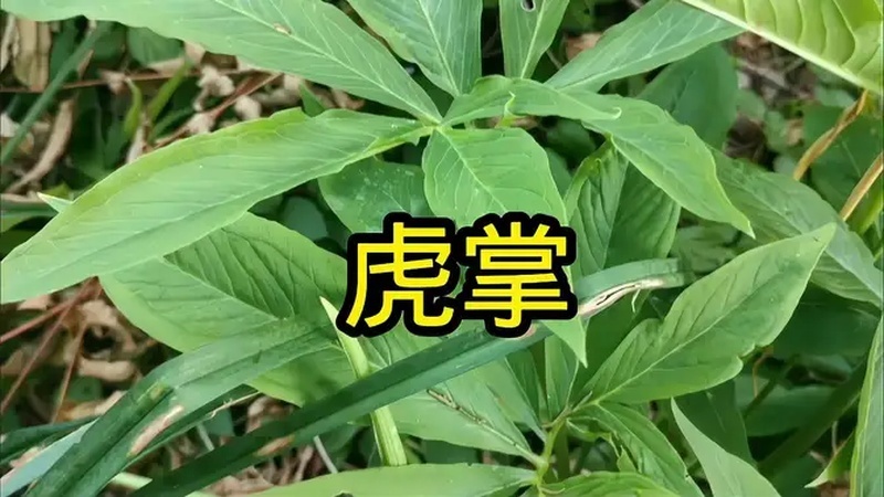 一把伞南星,有燥湿化痰,祛风止痉等功效