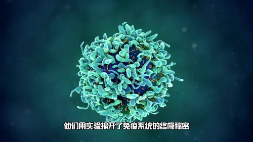 b细胞和t细胞发现者