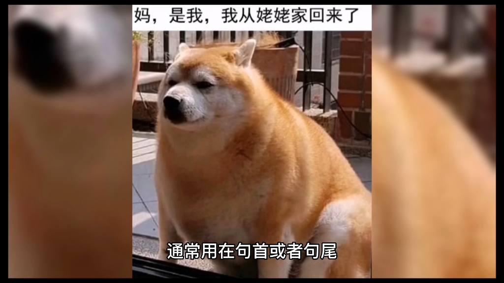语文综合性学习活动