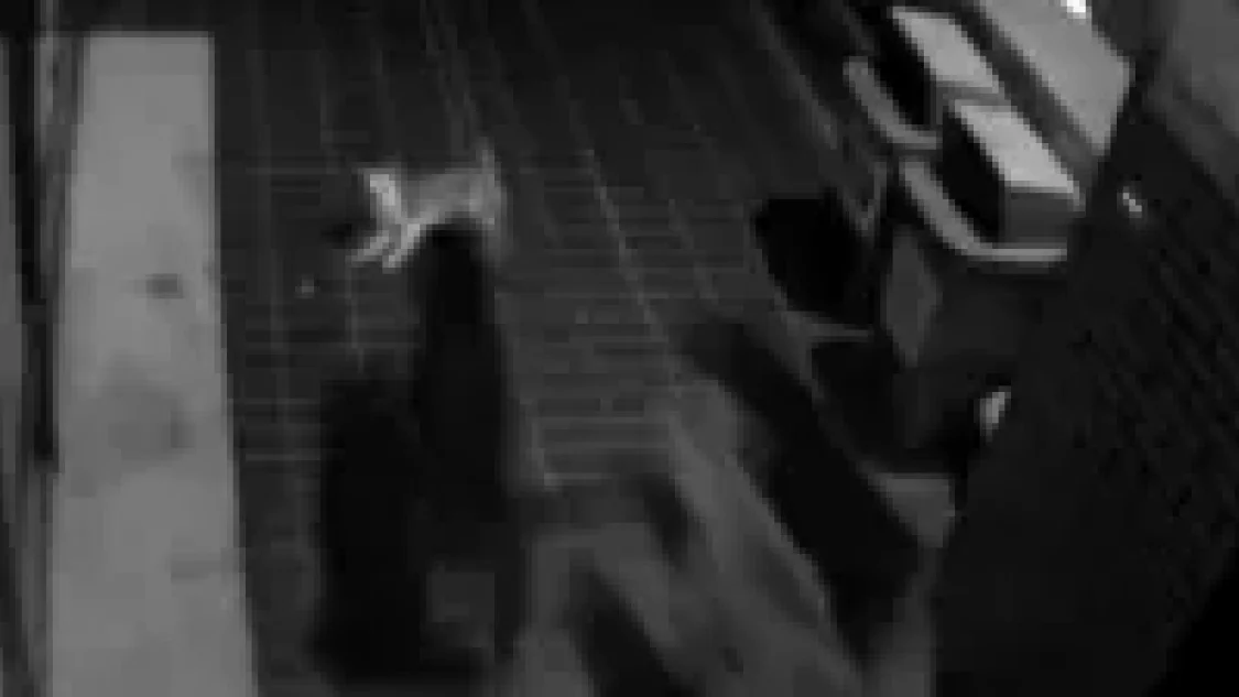 浪猫被狗群咬死 场面极其残忍