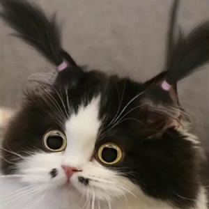 濒危物种_x 