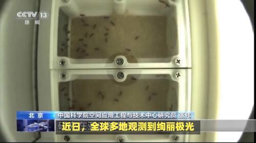 全球多地罕见极光揭示太阳系天体碰撞预警系统