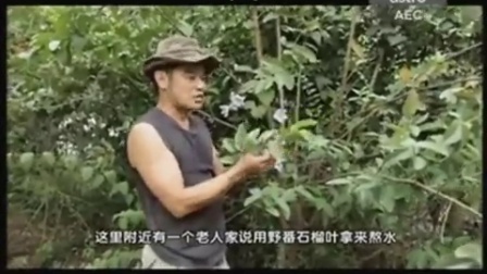 桑树的作用,王涛的桑树园(下集)