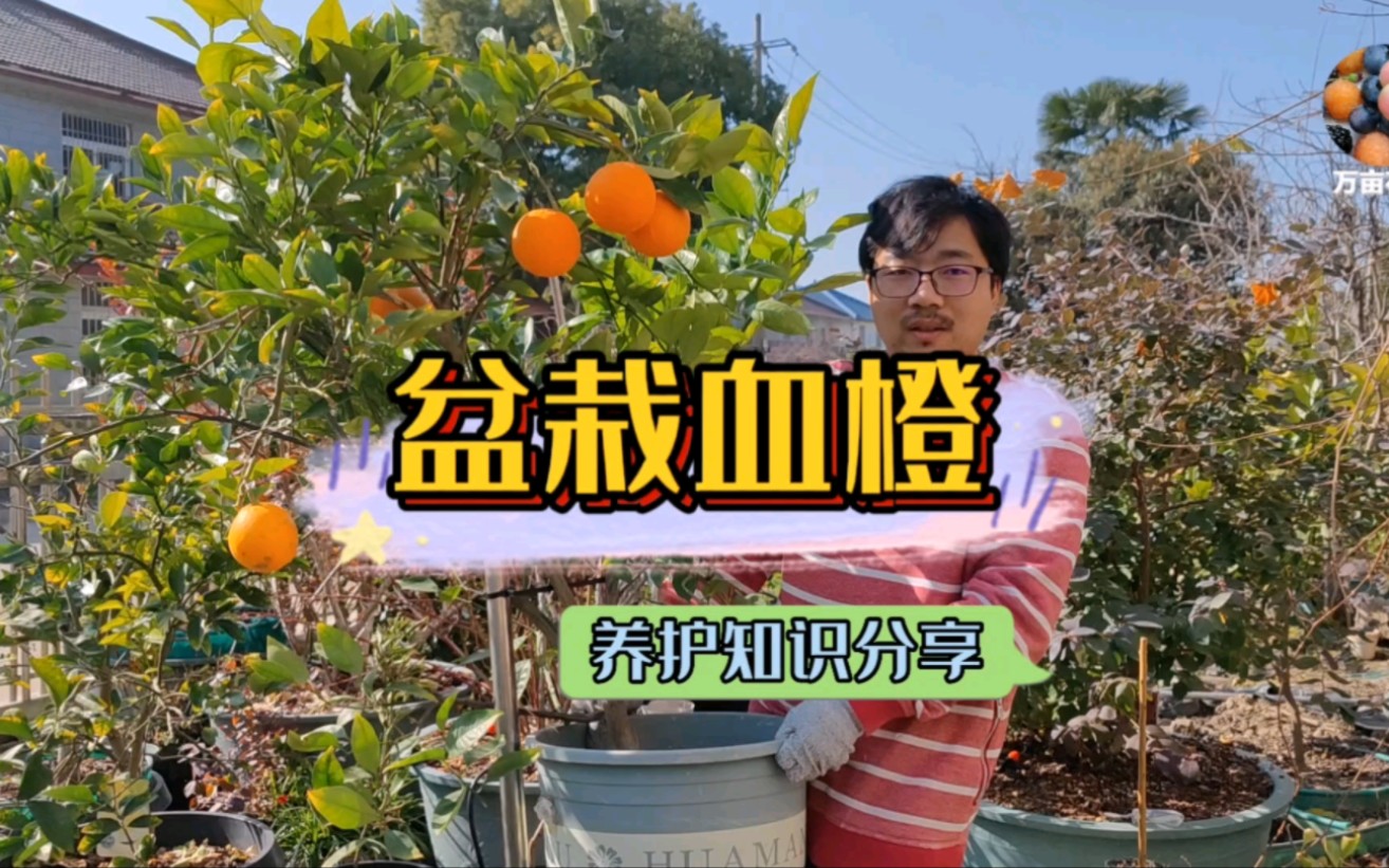 我的盆栽血橙熟了,今天给它换个盆,换盆的过程中,再分享一些种植和...