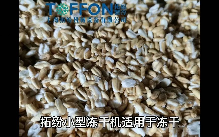 上海拓纷冻干薏米试样,薏米冻干机