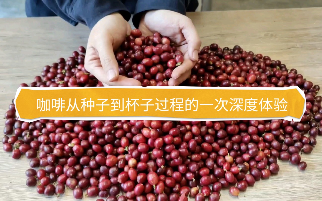 咖啡从果实到杯子里的自制体验全过程
