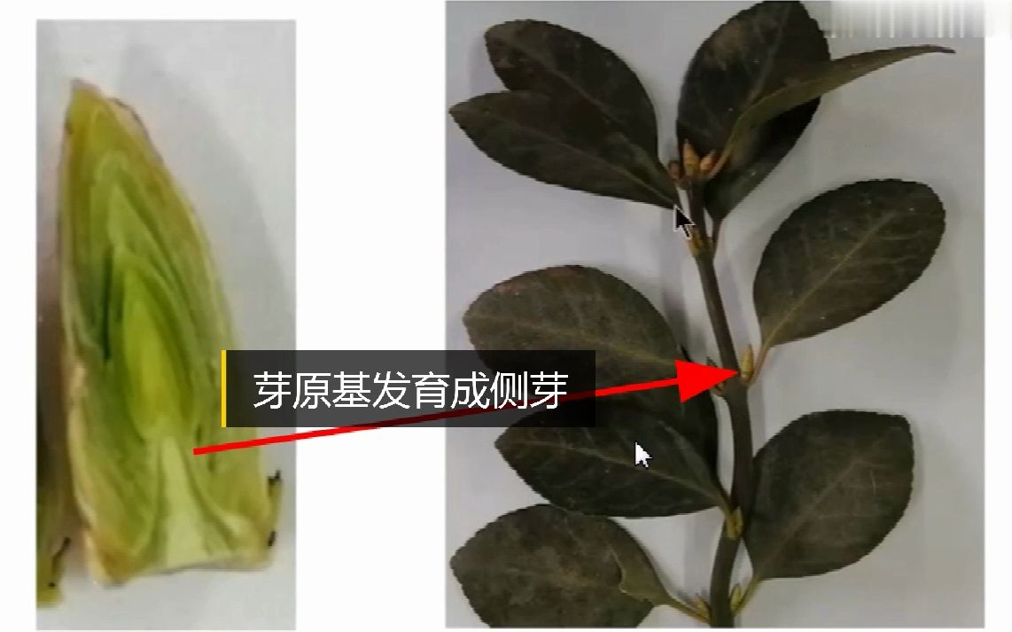 叶芽的发育