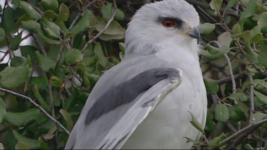 春天到了动物都爱意正浓,植物忙着开花结果,动物们则都忙着繁殖