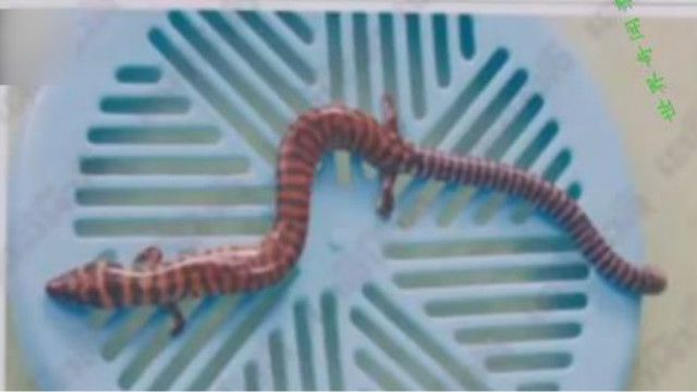 世界在全球20个生物不明 恐怖变异