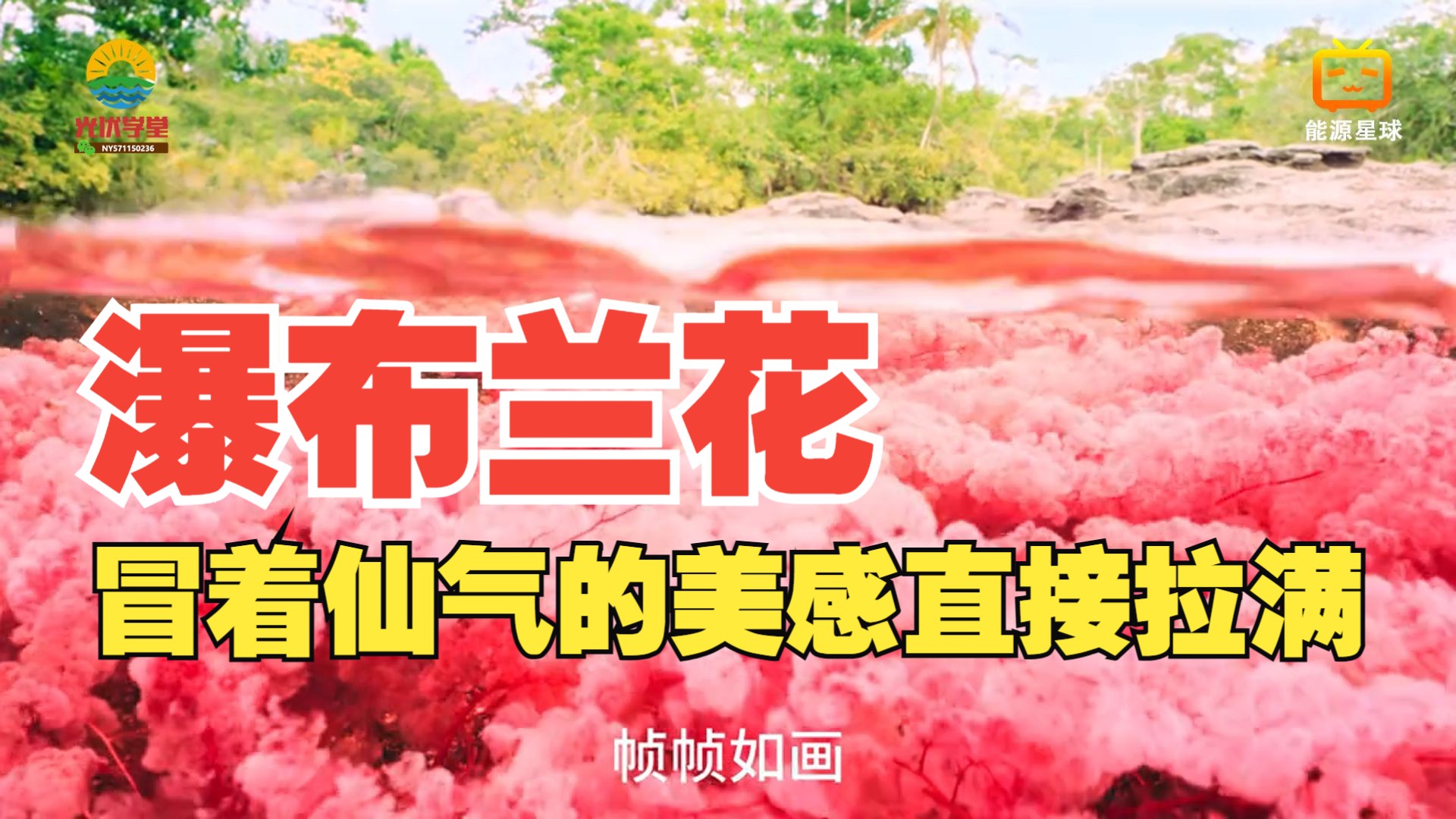 【生物科普】彩虹之河:瀑布兰花,冒着仙气的美感直接拉满!