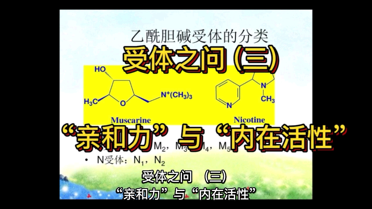 受体之问 (三) “亲和力”与“内在活性”