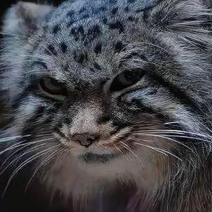 暗区梅理猫