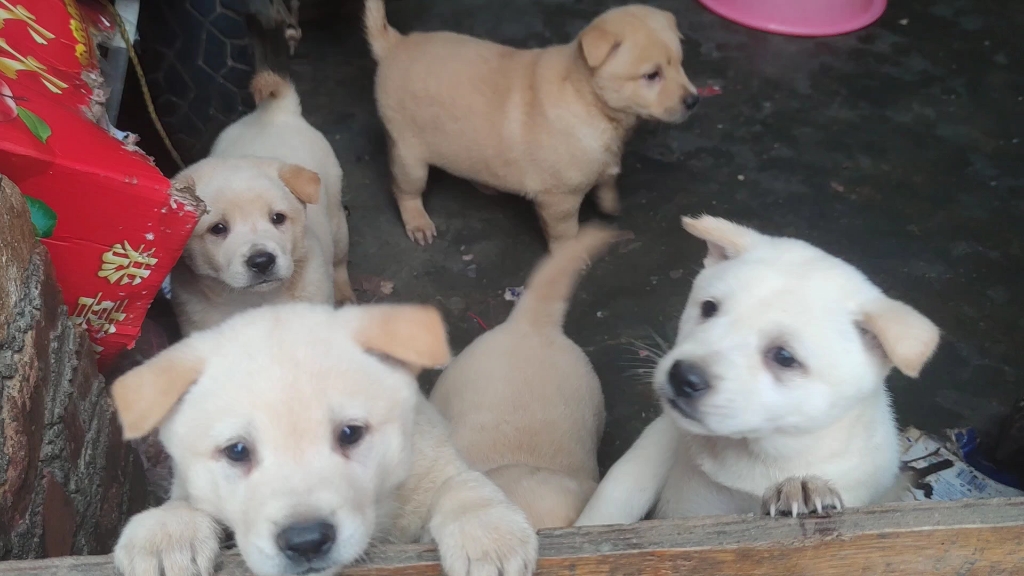 小土狗世界无敌可爱