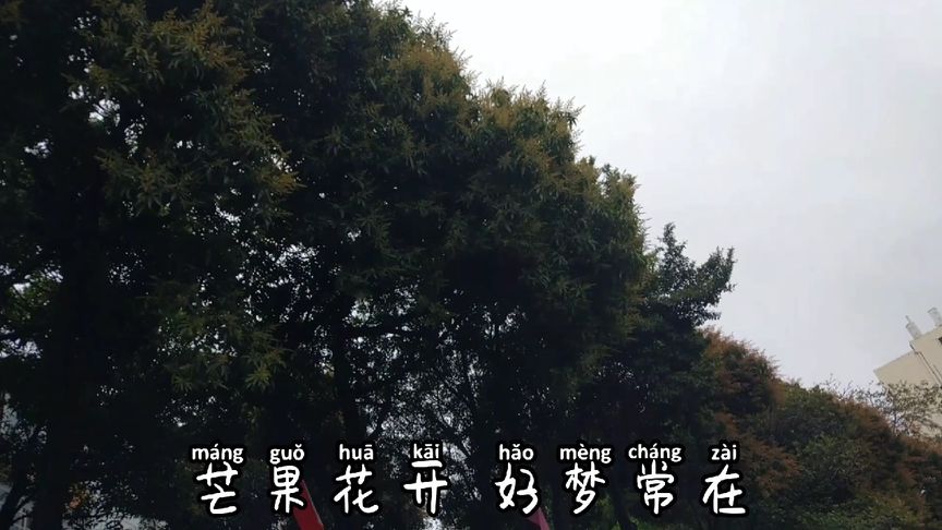 芒果很多人吃过,见过芒果树·花的人不多,看后赞叹不已