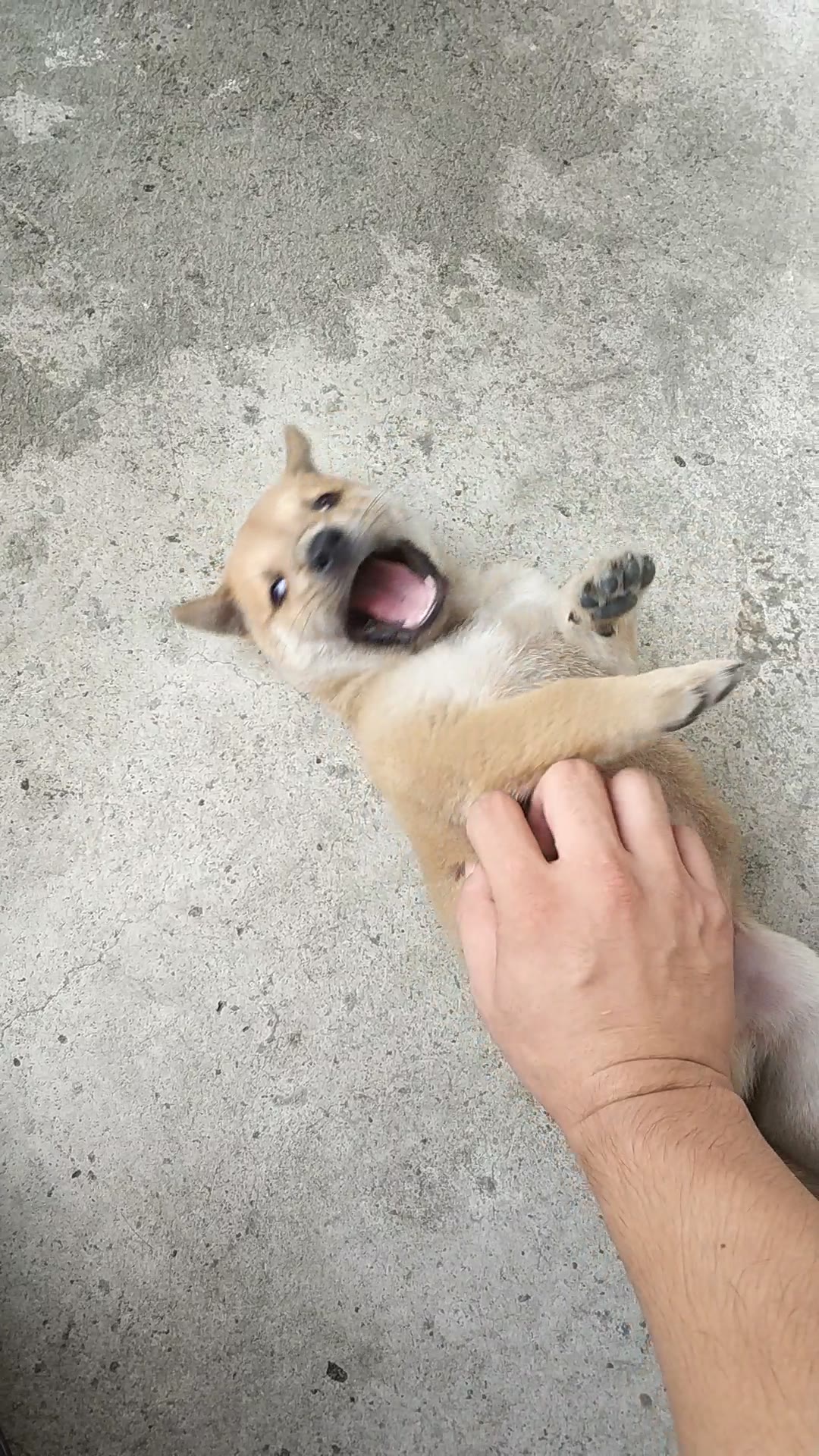 [中华田园犬]小奶狗咬人该咋教!