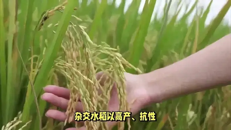 农学堂:杂交水稻的优势