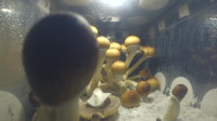 大棚里装上摄像头,看看蘑菇是怎么长出来的