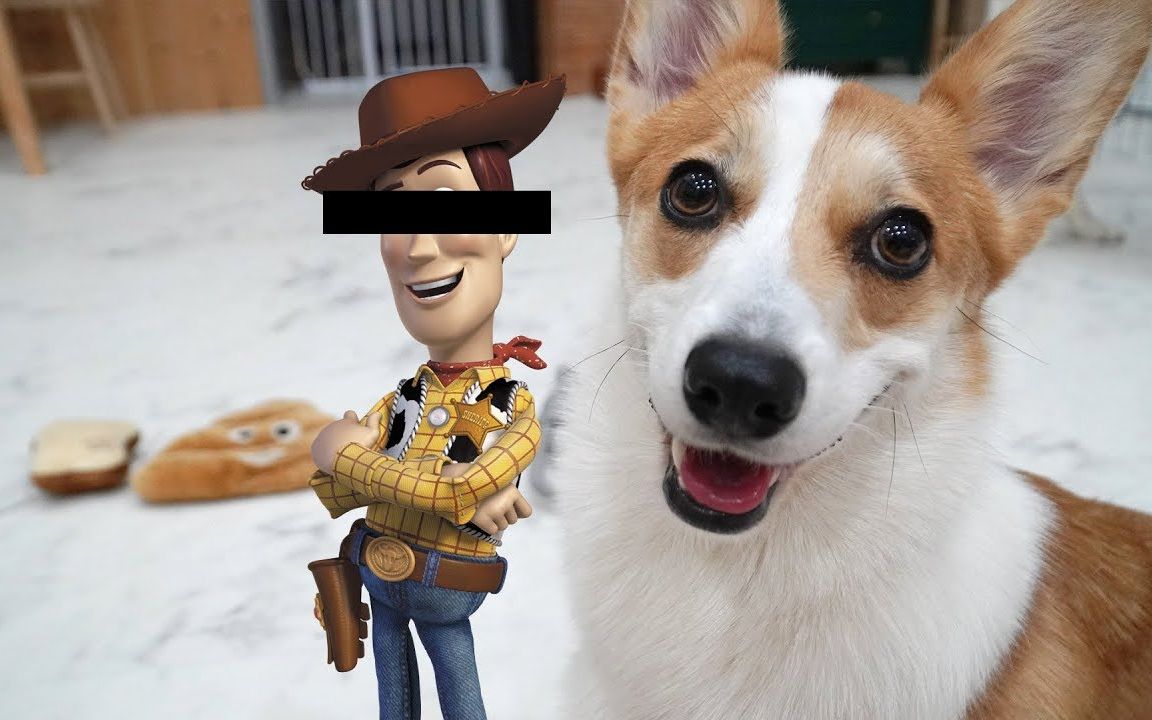 防止狗狗拆家的方法:丢给它足够多的玩具!