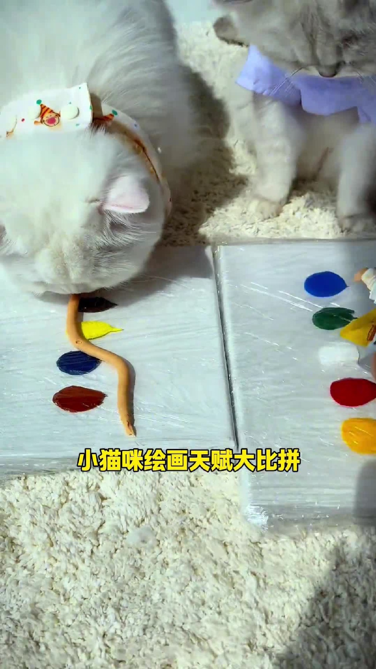 小猫咪绘画大比拼 你