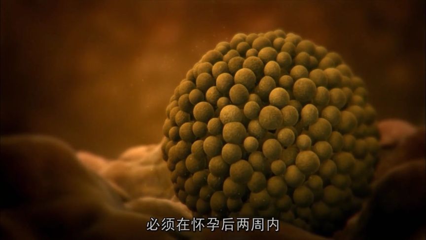从精卵结合,再到胚胎发育,人的形成过程太震撼了!