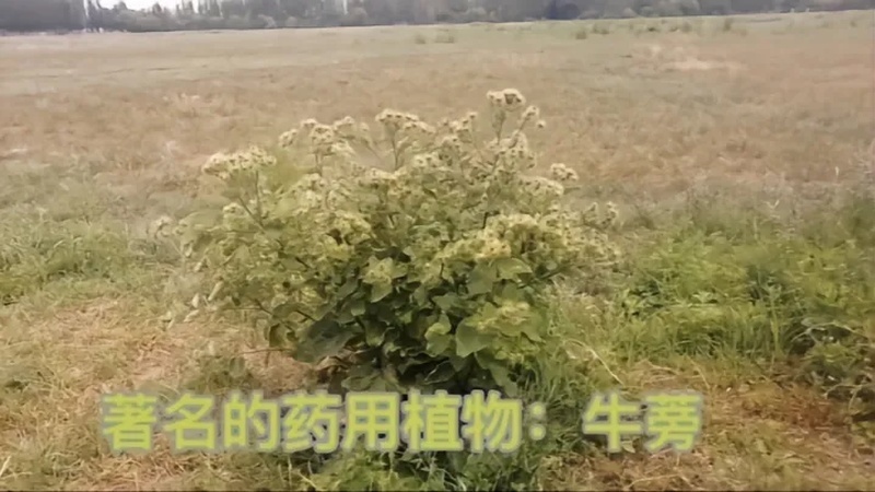 大名鼎鼎的牛蒡