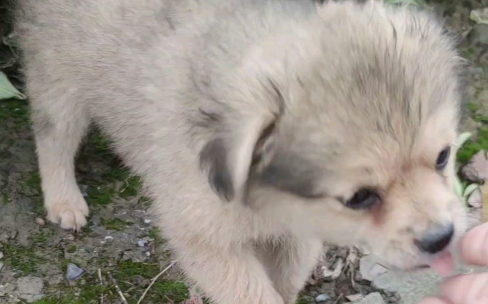 【一件小事】回家路上碰到一只小小流浪狗,刚好有我早上自己做的...