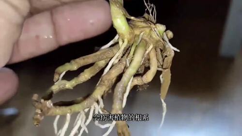 草酸浇花?千万别乱用!这些惊人后果你一定想不到