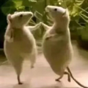 AZurekireito 