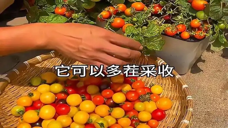 矮生番茄纯甜不酸,正是播种的时候,懒人新手也能养好它!