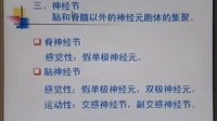 42、第十七章 中枢神经系统 (8)