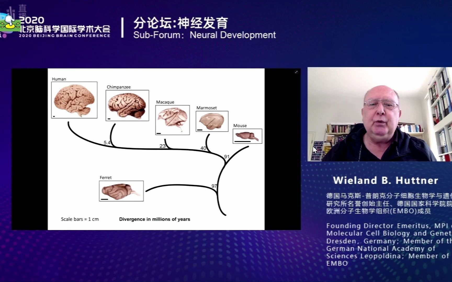 ...进化中的新皮质扩张by Wieland Huttner(北京脑科学国际学术大会2020)