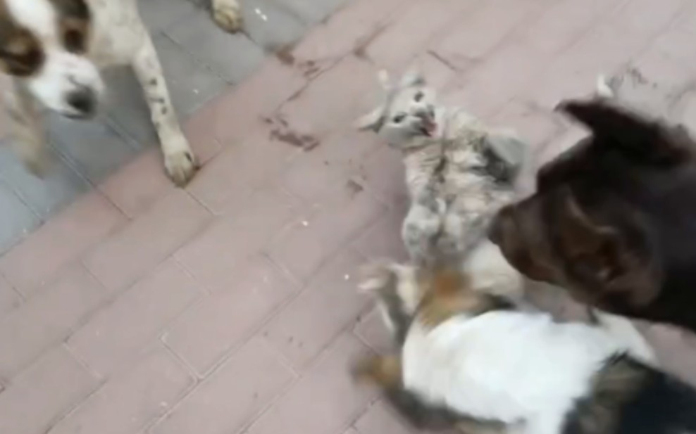 流浪狗围攻撕咬一只落单的小猫!关爱猫狗也要谨防流浪狗伤害流浪猫.