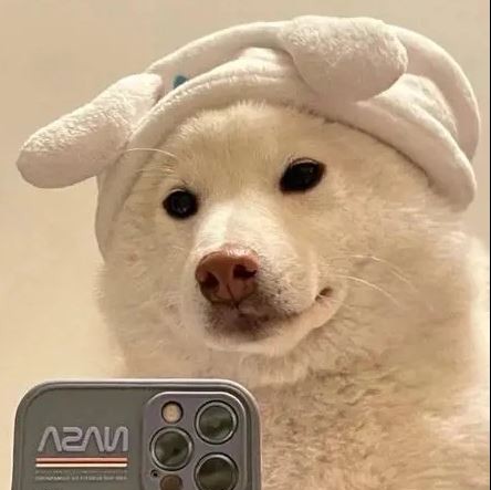 填咖文樊科 