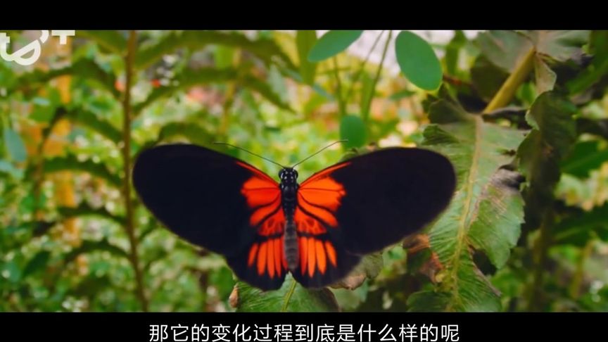 破茧成蝶的全过程,生命的绽放太感人