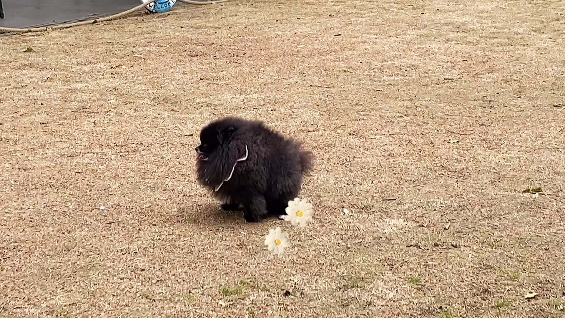 ...绳子牵着的噗噗果然会比较快乐 ps:是宠物友好餐厅,可以不牵绳上草地