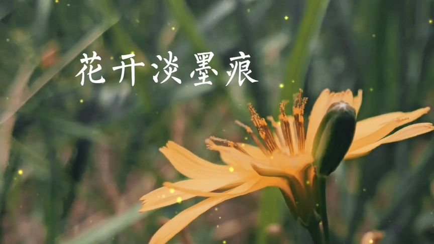 花开淡墨痕(晨练随手机)兰山行