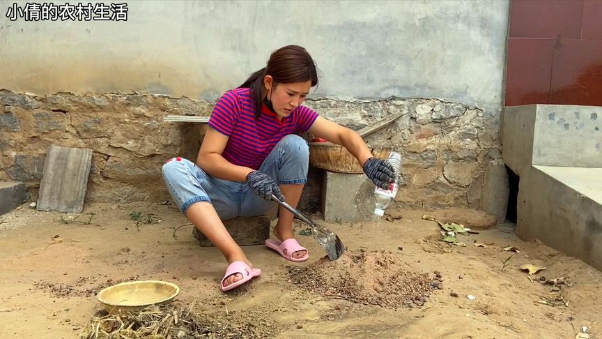 养花的营养土别再买了,小倩告诉你配方和比例,种啥都爆盆