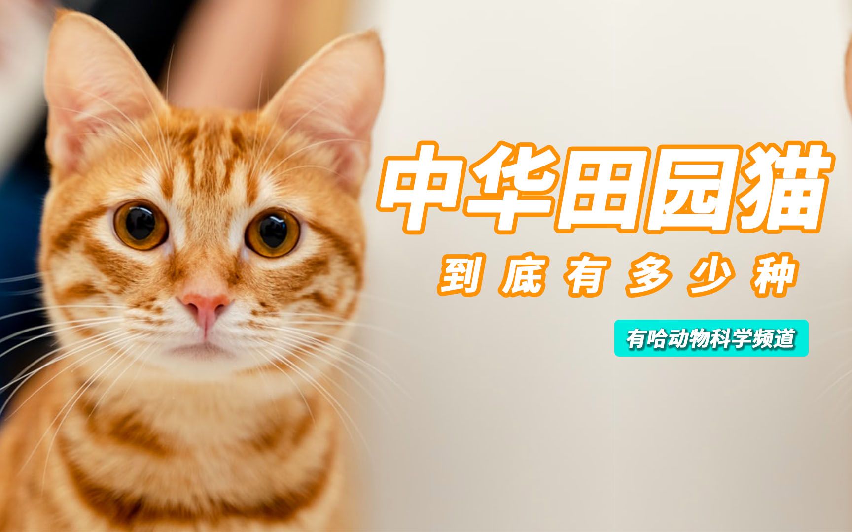 一条视频,看完所有可爱的中华田园猫