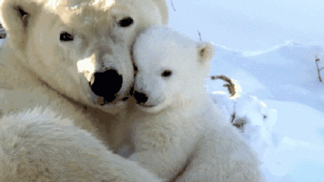 60s科普:南极和北极,究竟哪个更冷