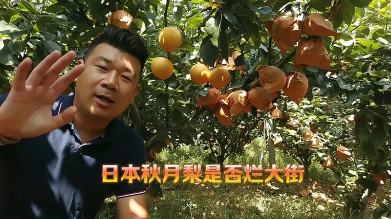 日本秋月梨品种优点和缺点视频介绍