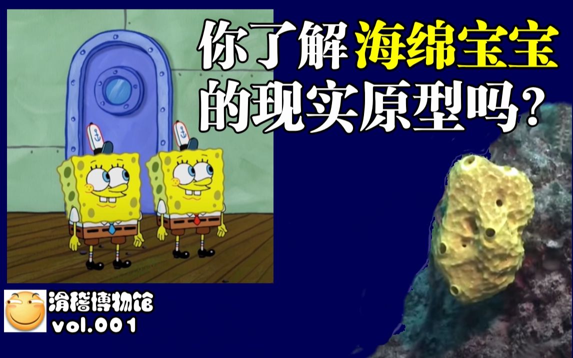 你了解海绵宝宝的现实原型吗?