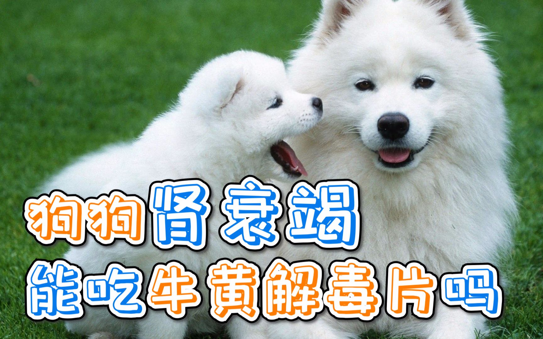 狗狗肾衰竭能吃牛黄解毒片吗